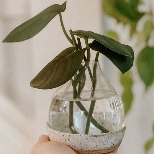 Plant Propagation Propagation Station Concrete Decor - Etsy