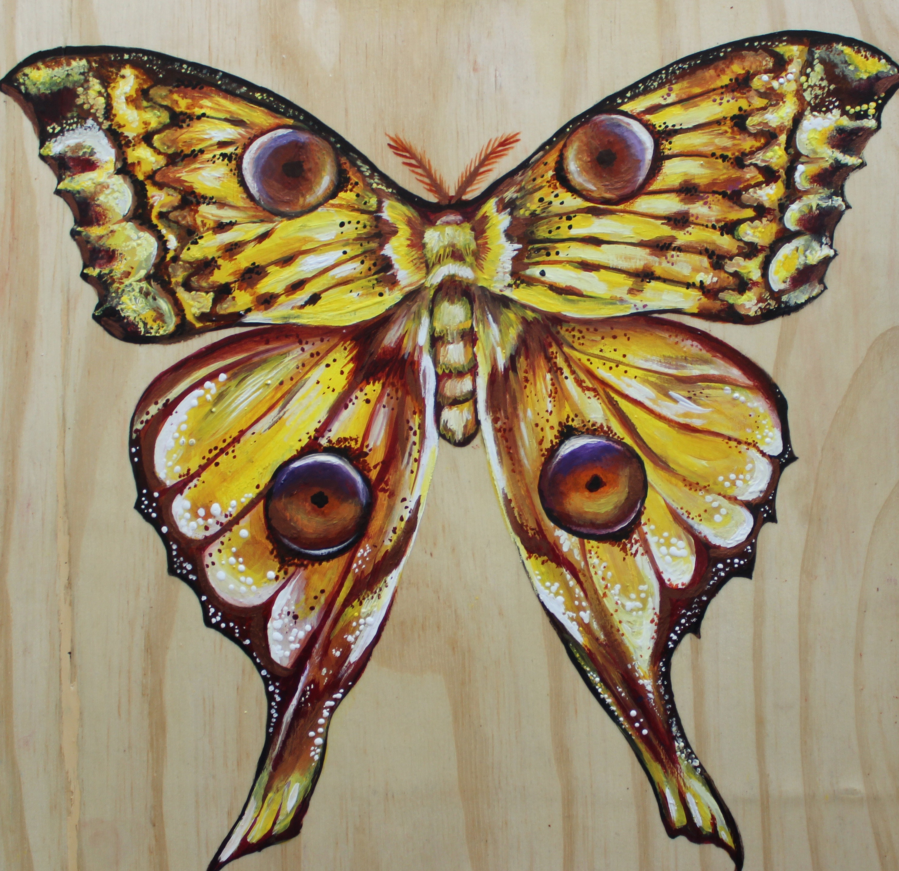 Hand Painted Comet Moth on Large Wooden Plaque- Original Acrylic ...