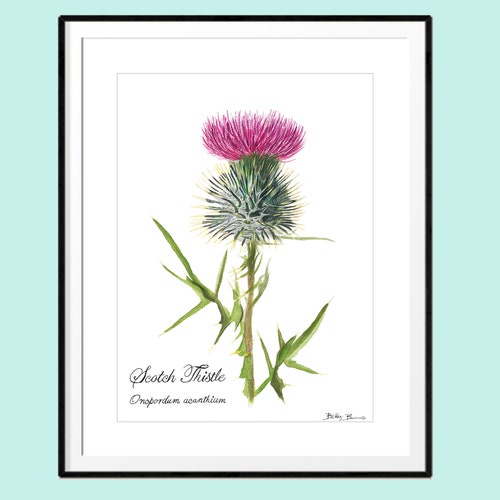 Scottish Thistle Print Instant Download - Etsy