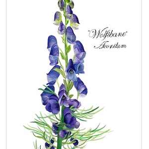 Wolfsbane Print - Instant Download - Etsy