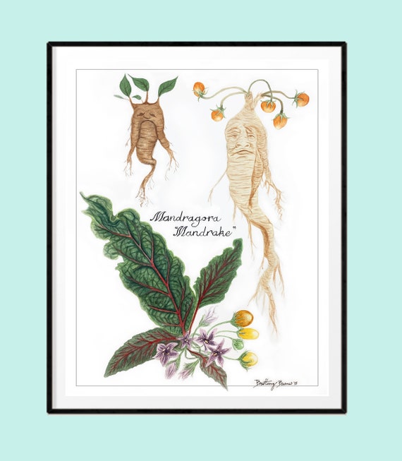 Mandrake Print Instant Download | Etsy