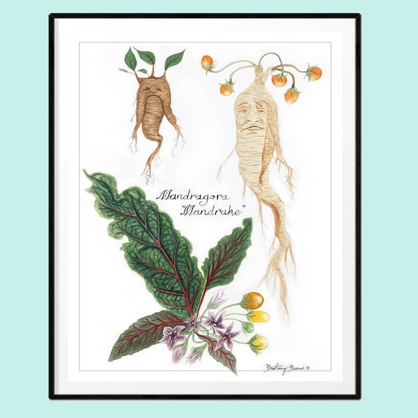 Mandrake Print - Etsy