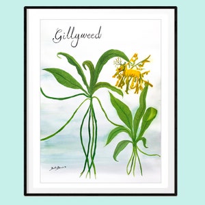 Gillyweed Print - Instant Download - Etsy