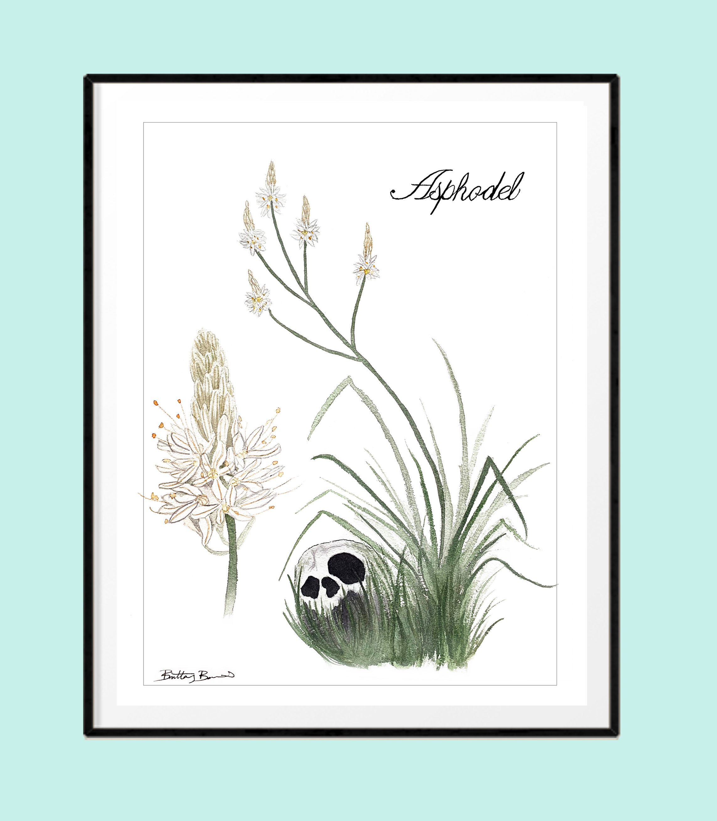 Asphodel Flower Drawing