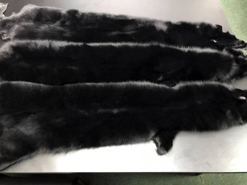 Black Fox Shadow Fox Blue Fox Real Fox Fox Black Fox Fox - Etsy