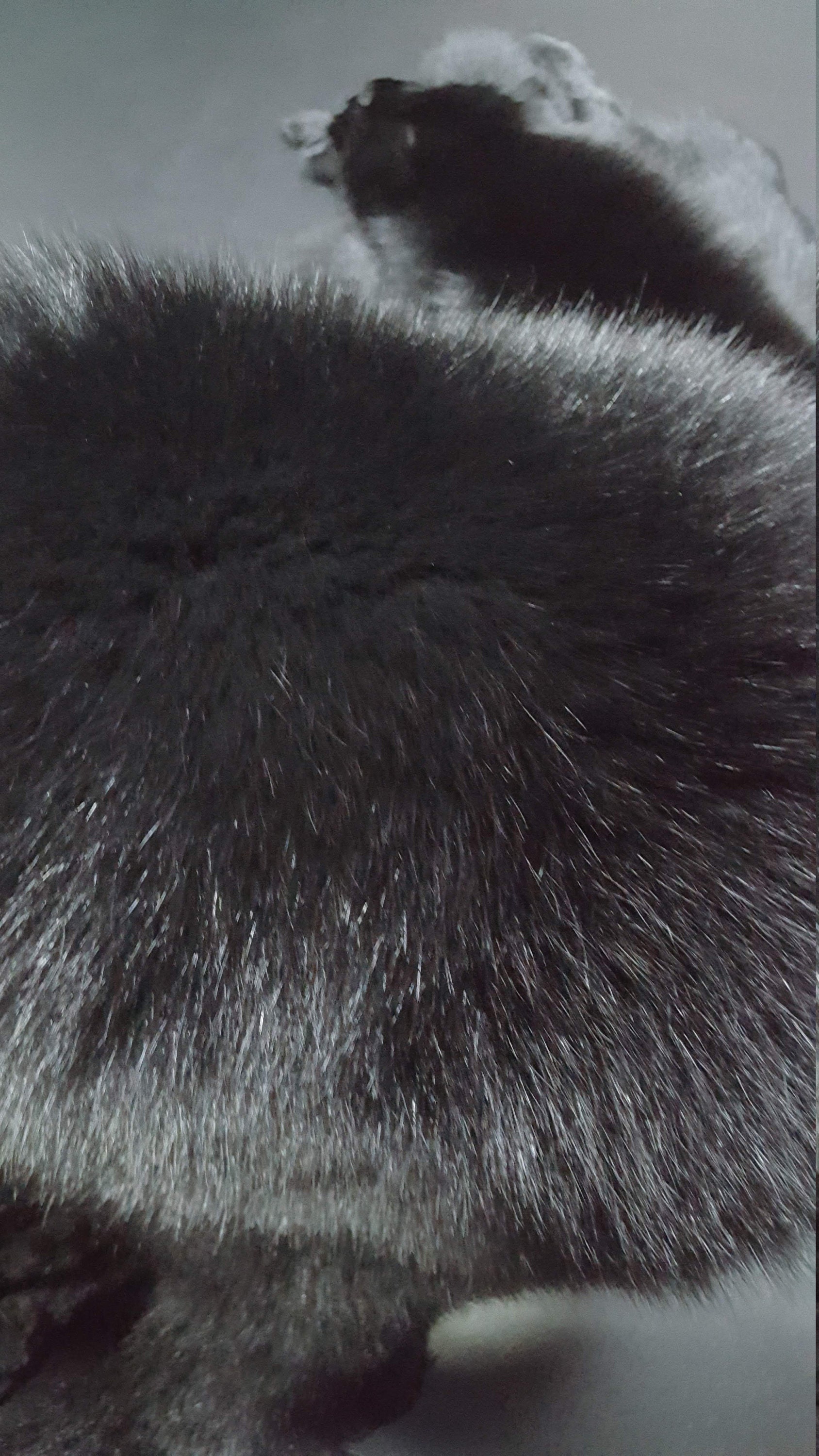 Black Fox Shadow Fox Blue Fox Real Fox Fox Black Fox Fox - Etsy