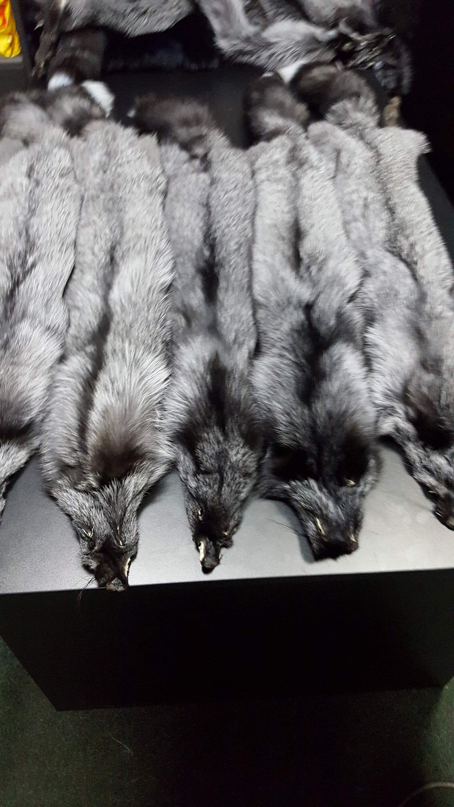 Silver fox pelt pelt silver fox fox fur fox pelt silver | Etsy