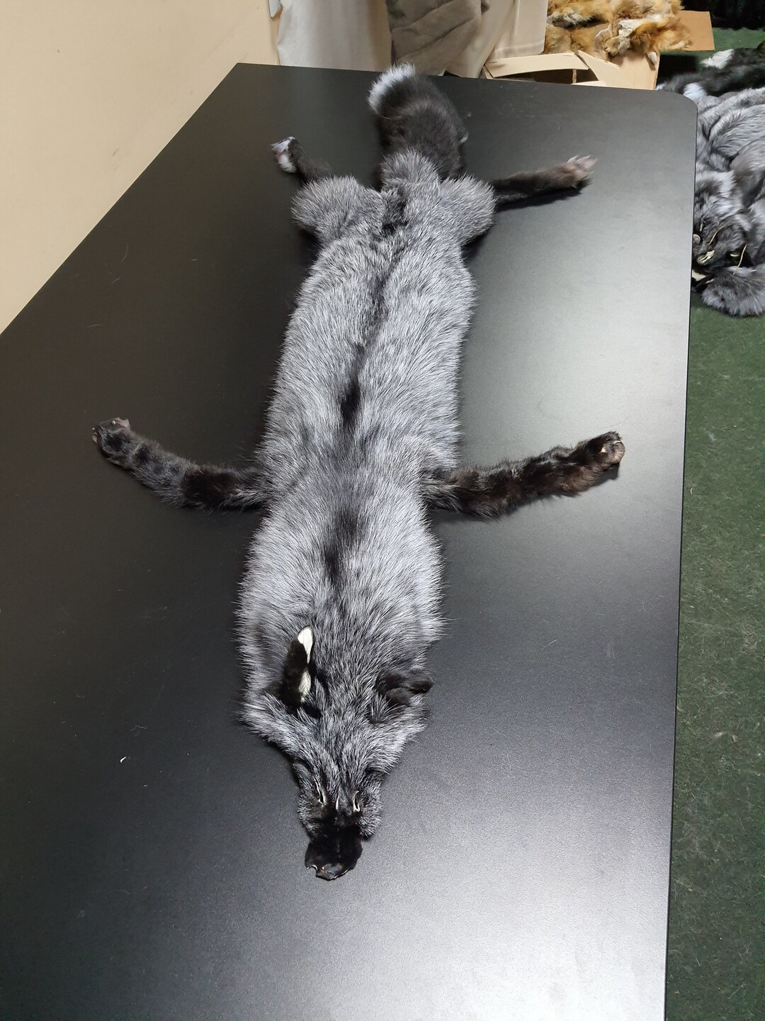 Silver Fox Pelt With Paws and Claws, Silver Fox, Fox Fur, Fox Pelt With ...