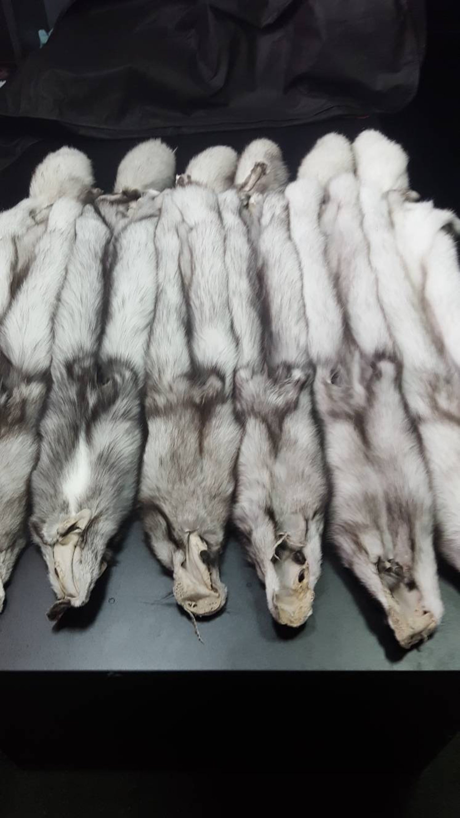 Real Fox Pelt Shadow Fox Pelt Fox Pelt Fox Fur Fox Skin - Etsy