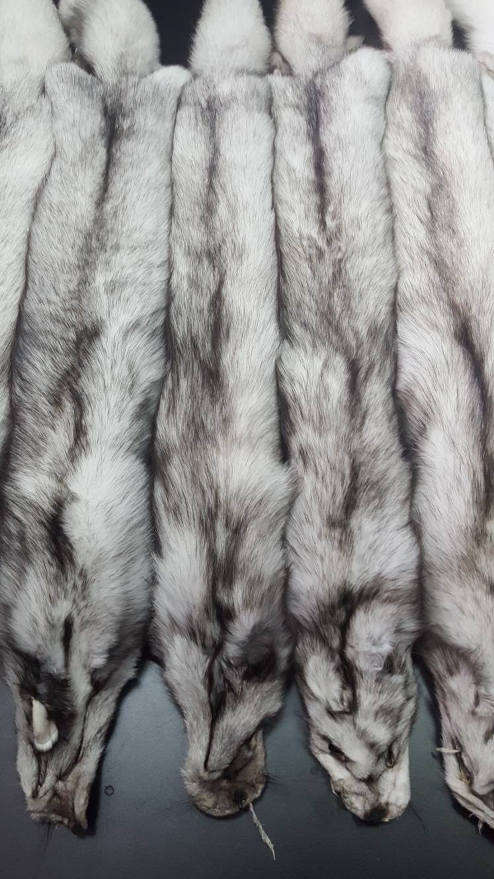 Real Fox Pelt Shadow Fox Pelt Fox Pelt Fox Fur Fox Skin - Etsy