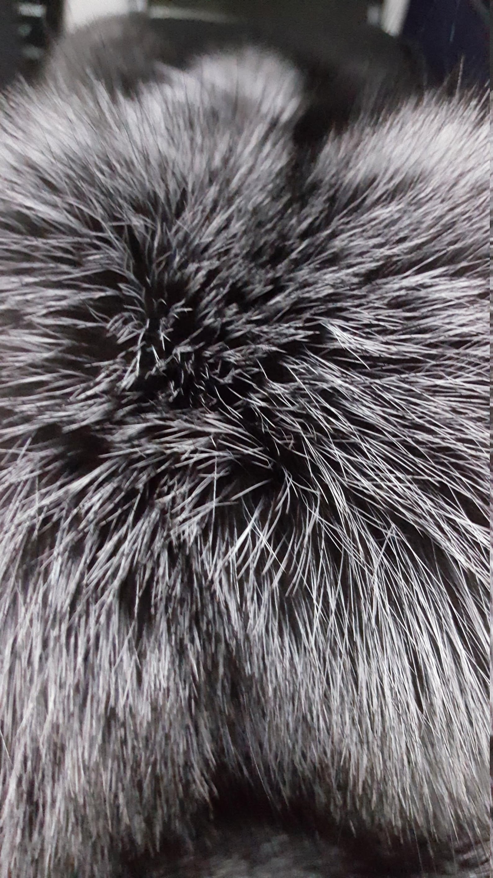 Silver fox pelt pelt silver fox fox fur fox pelt silver | Etsy