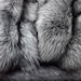 Silver Fox Pelt Pelt Silver Fox Fox Fur Fox Pelt Silver - Etsy