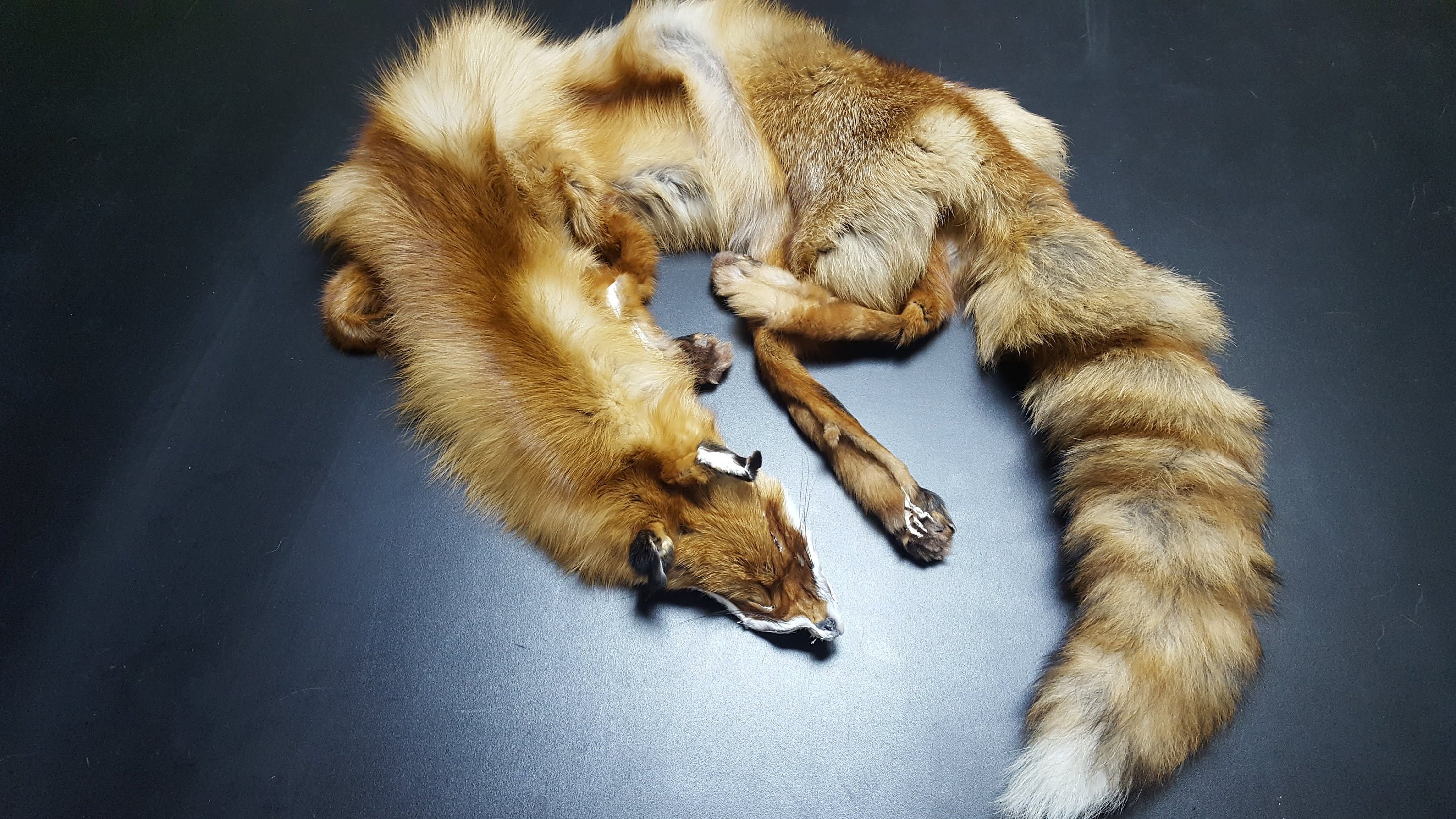 Red fox pelt with paws and claws fox pelt fox skin fox fur | Etsy