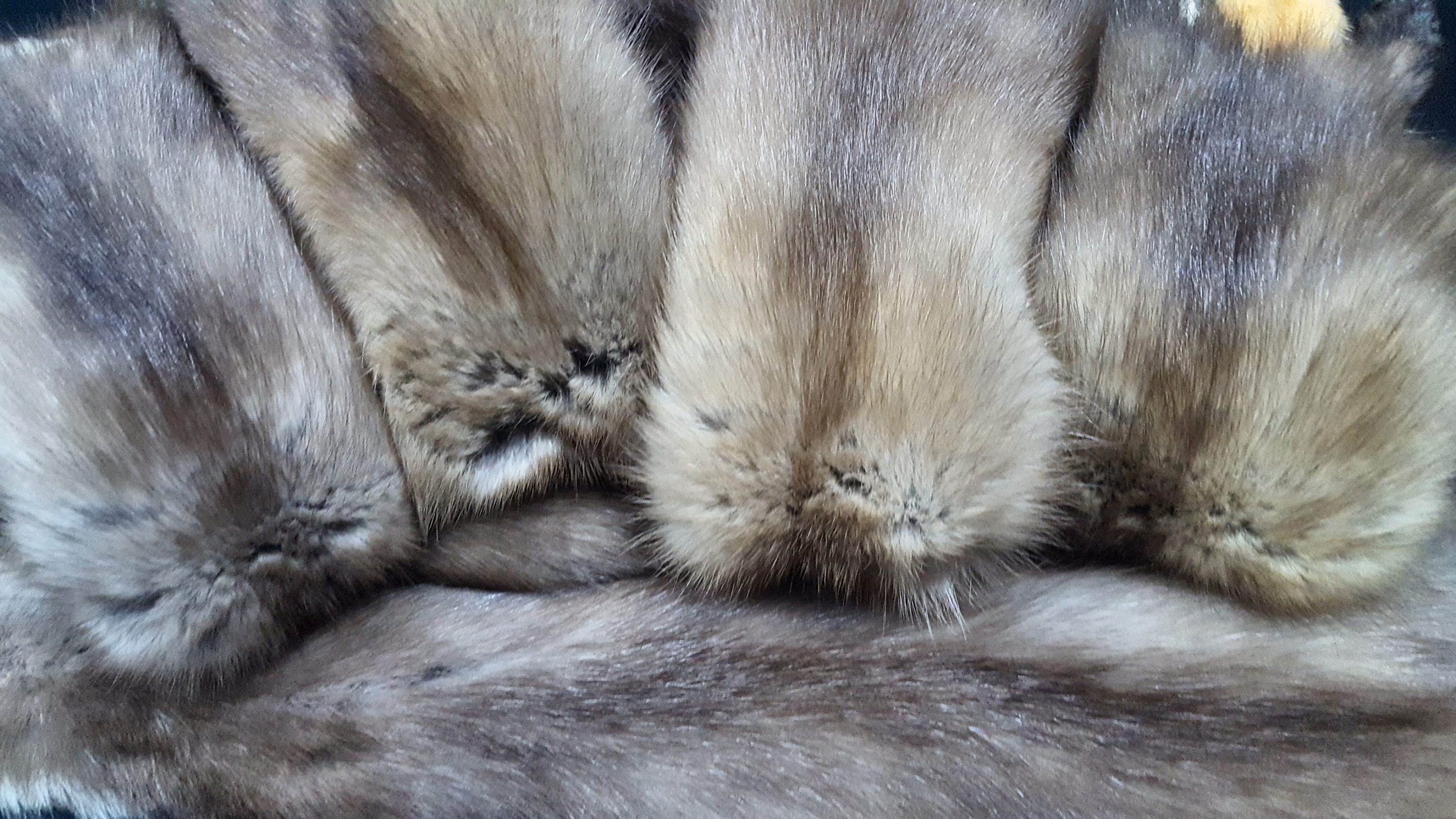 Marten Pelt Marten Skin Marten Hide Marten Fur Real Fur | Etsy