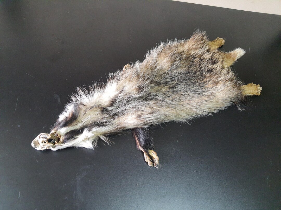 European Tanned Badger Hide Rug With Paws and Claws /fur/wall Hanging ...