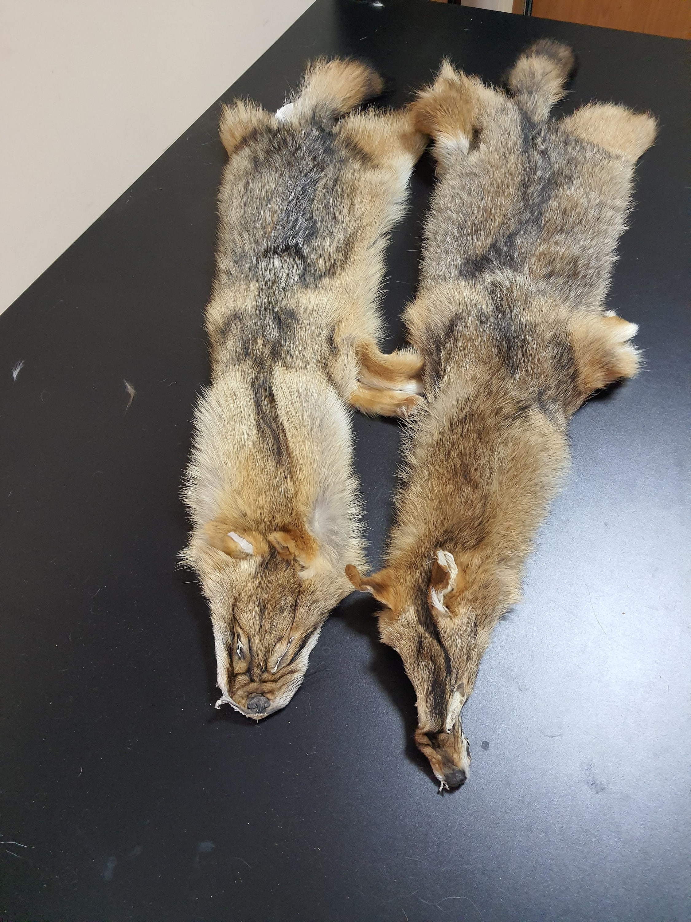 Coyote Pelt Uses