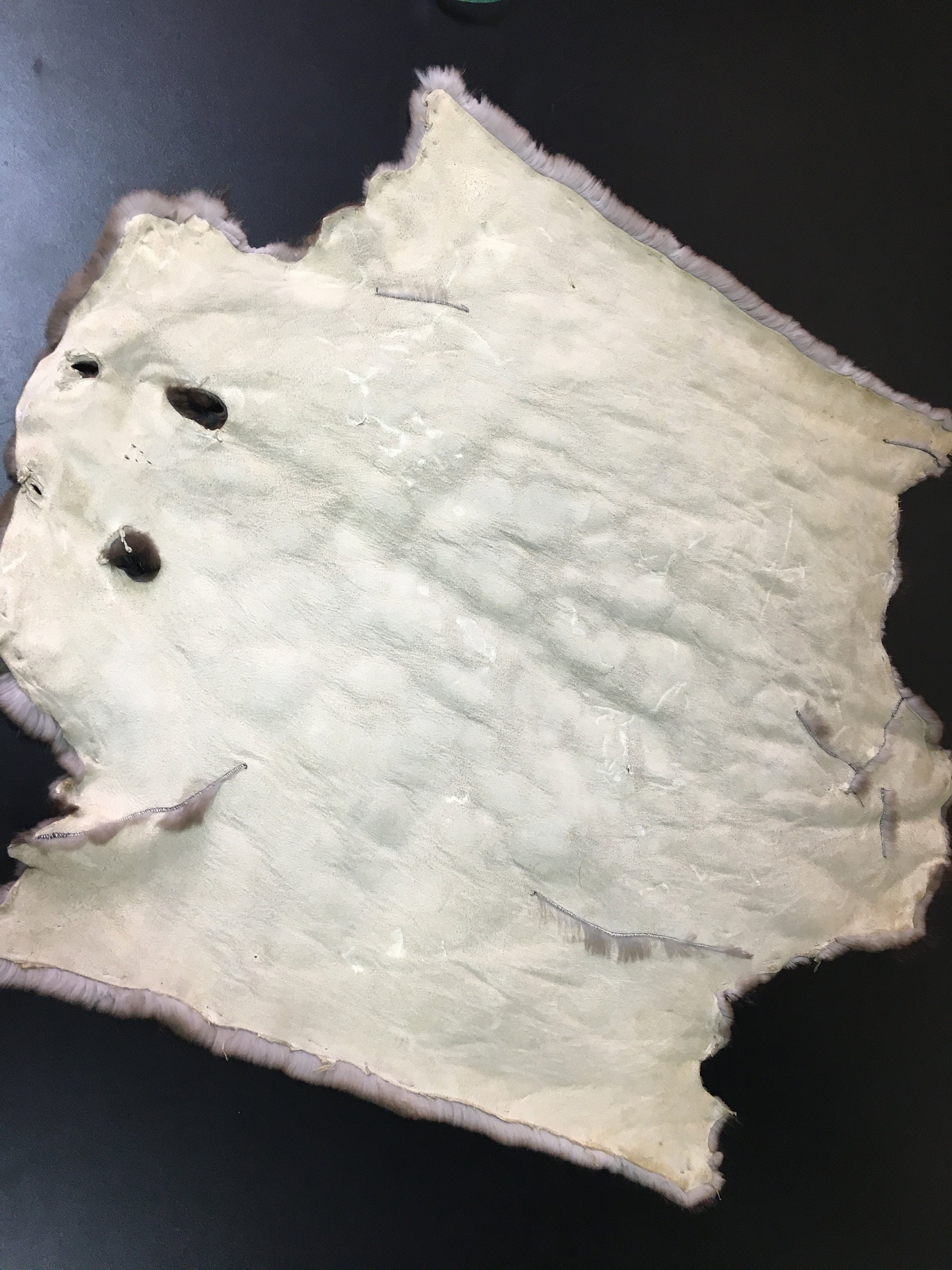 Dark Brown Beaver Pelt Beaver Fur Real Beaver Fur Beaver | Etsy