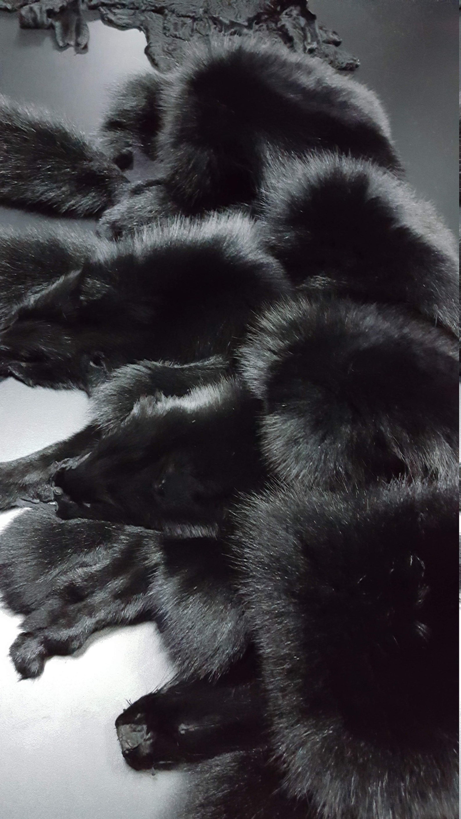 Black Fox Shadow Fox Blue Fox Real Fox Fox Black Fox Fox - Etsy