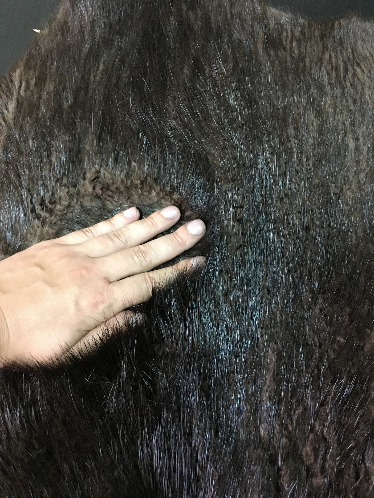 Dark Brown Beaver Pelt Beaver Fur Real Beaver Fur Beaver - Etsy