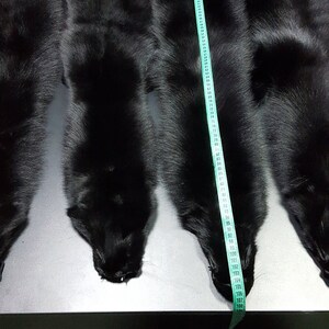 Black Fox, Shadow Fox, Blue Fox, Real Fox, Fox, Black Fox, Fox Pelt ...