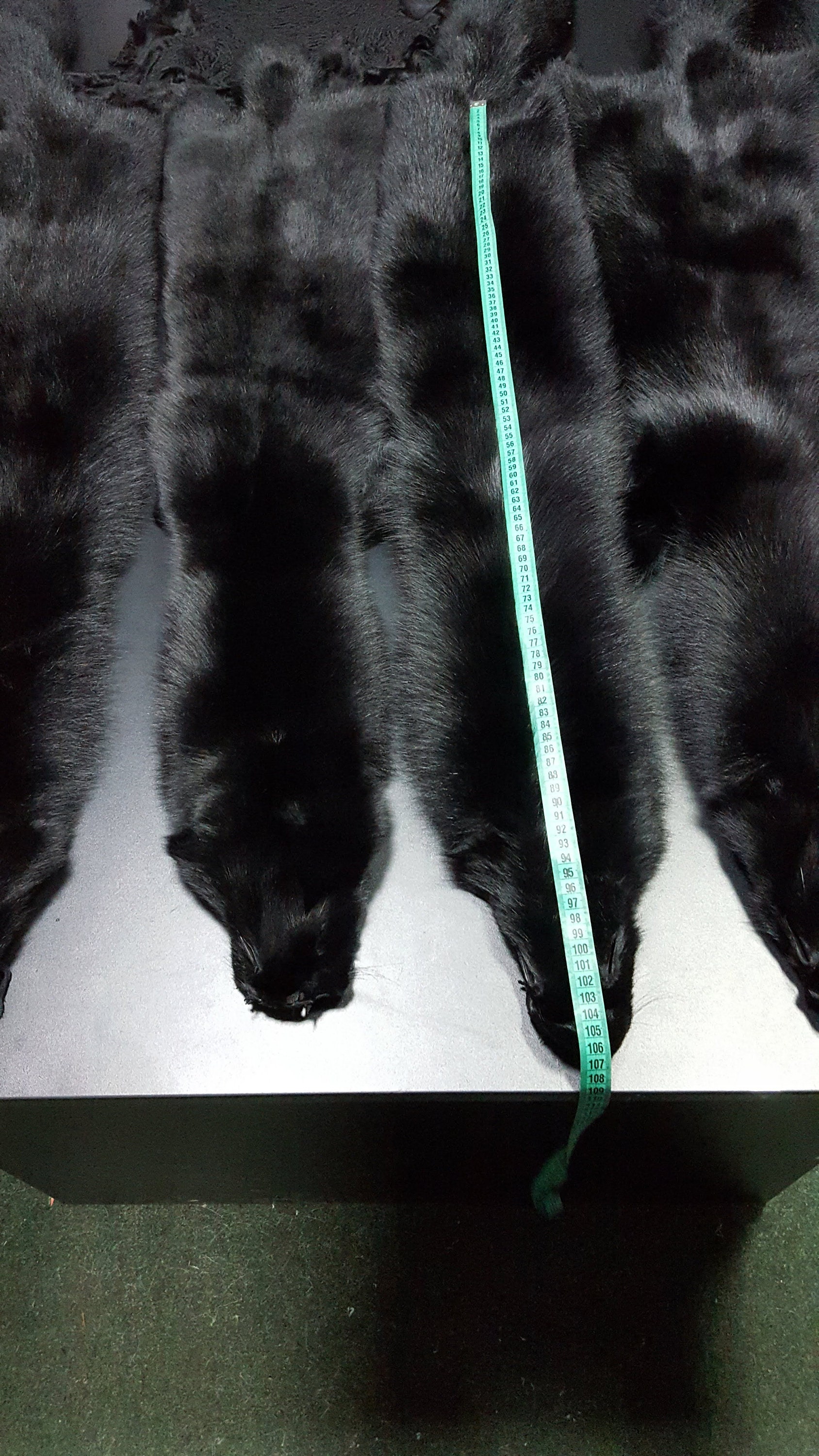 Black Fox Shadow Fox Blue Fox Real Fox Fox Black Fox Fox - Etsy