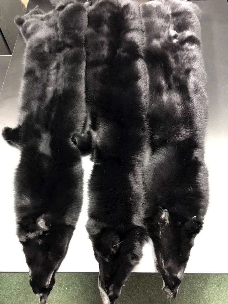 Black Fox Shadow Fox Blue Fox Real Fox Fox Black Fox Fox - Etsy