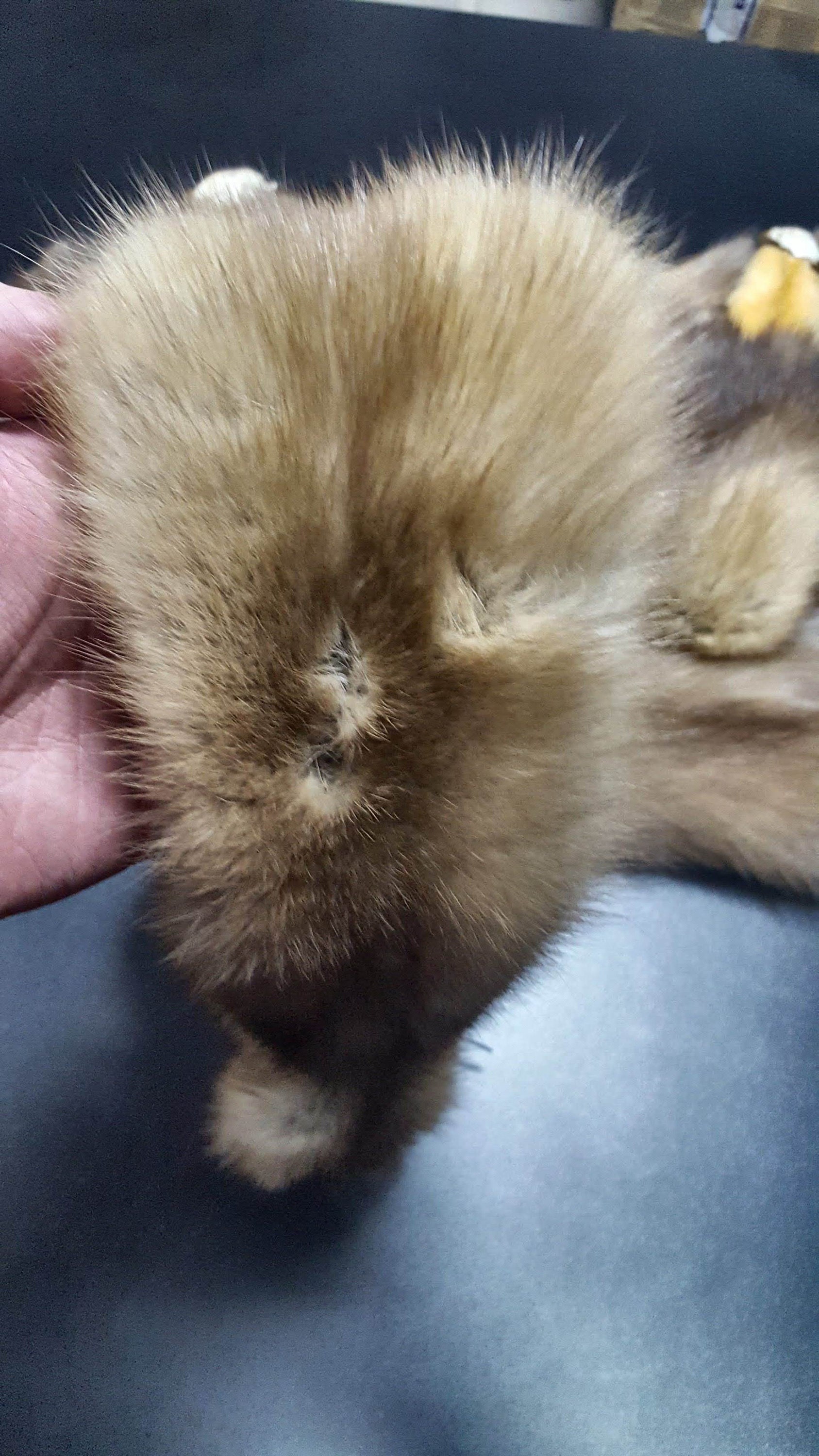 Marten Pelt Marten Skin Marten Hide Marten Fur Real Fur | Etsy