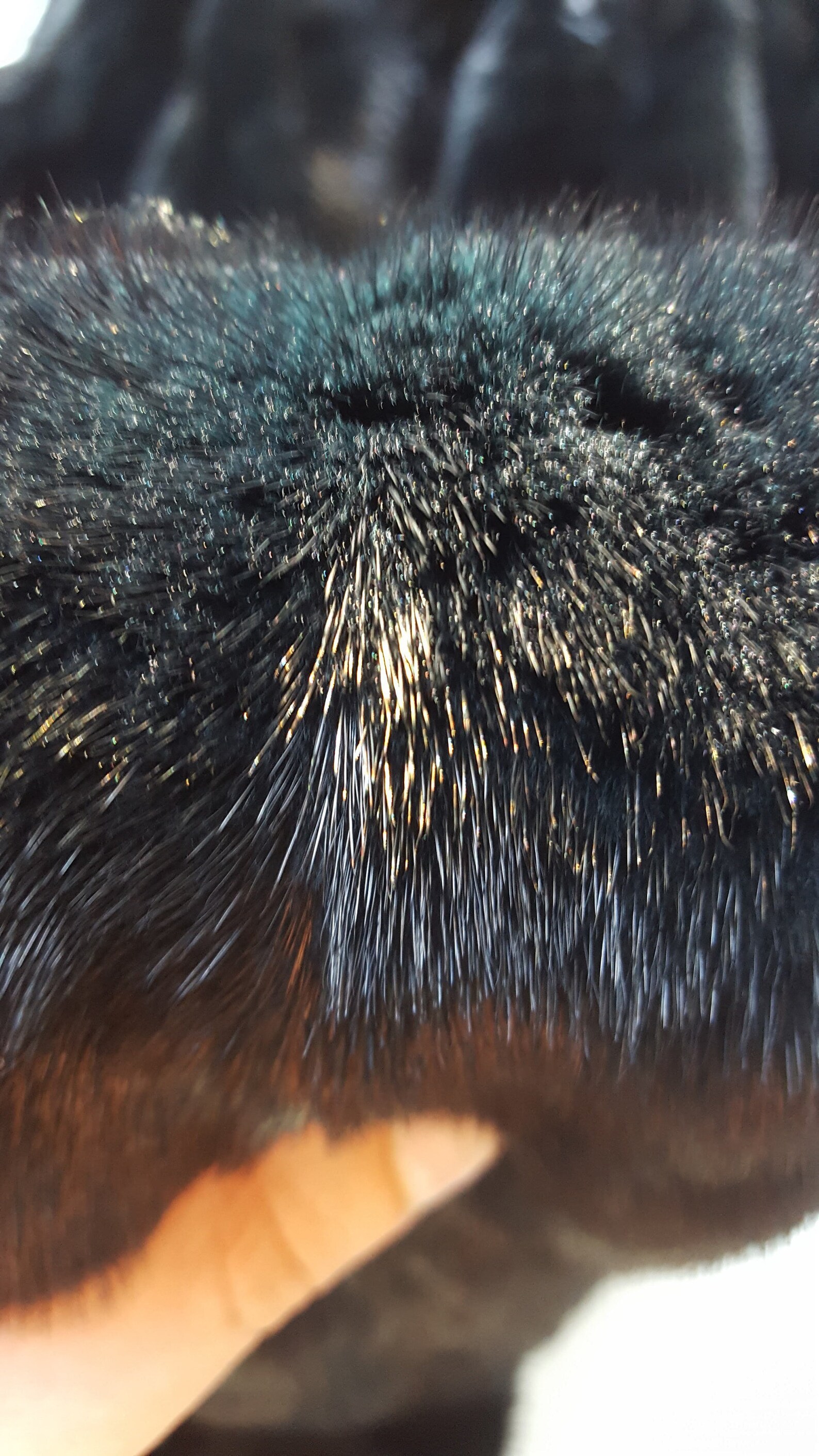 Dark Green Mink Pelt Mink Fur Mink Hide Mink Skin Real | Etsy