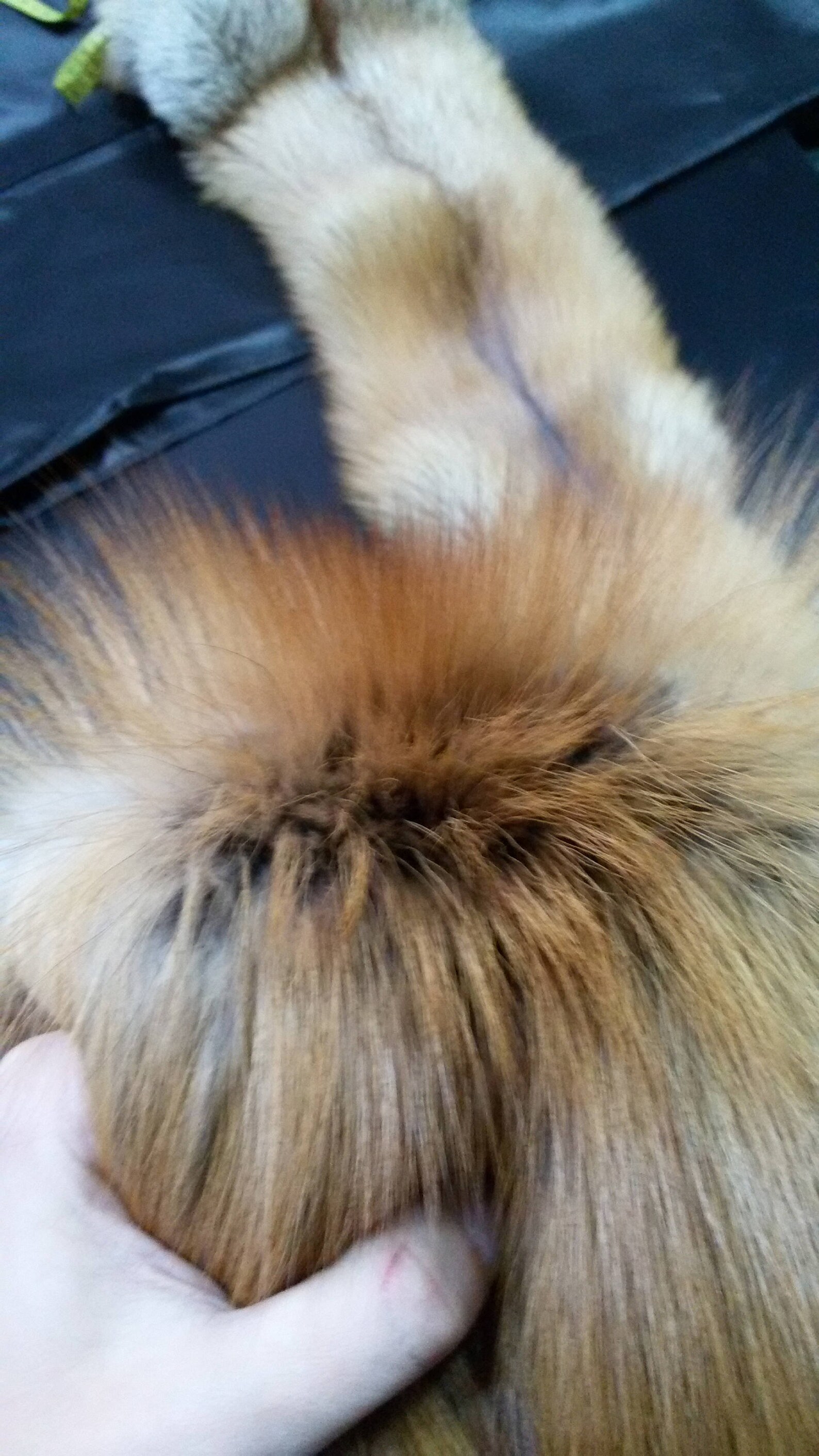 Finnish Saga Foxes, Fox Fur, Real Fur, Saga Fur, Saga Fox, Red Fox, Fox ...