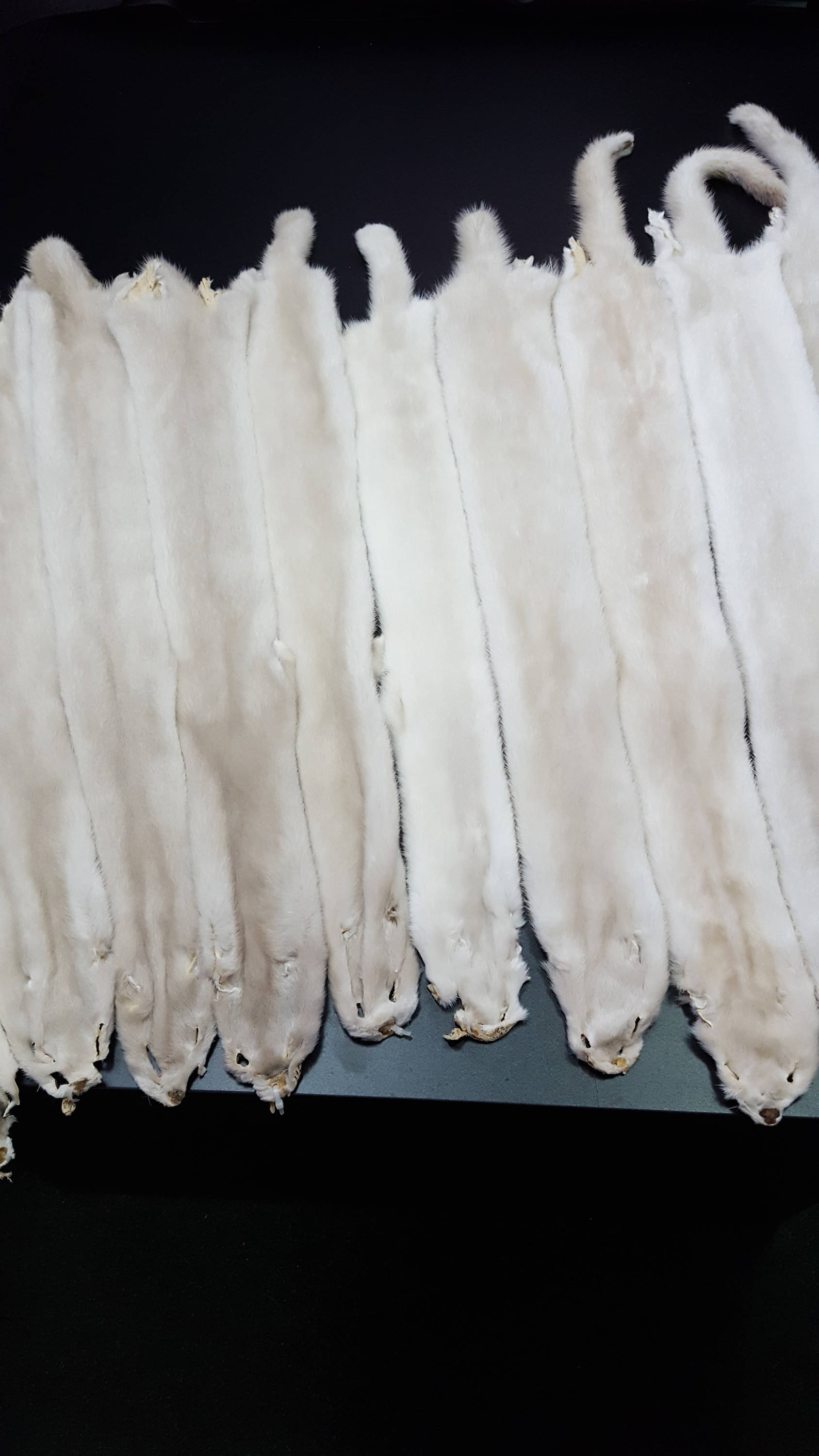 Beige Mink Pelt Mink Skin Mink Pelt Mink Hide Mink Fur - Etsy