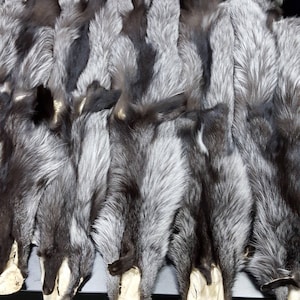 Finnish Silver Fox Furry Silver Fox Silver Fox Pelt Fox - Etsy