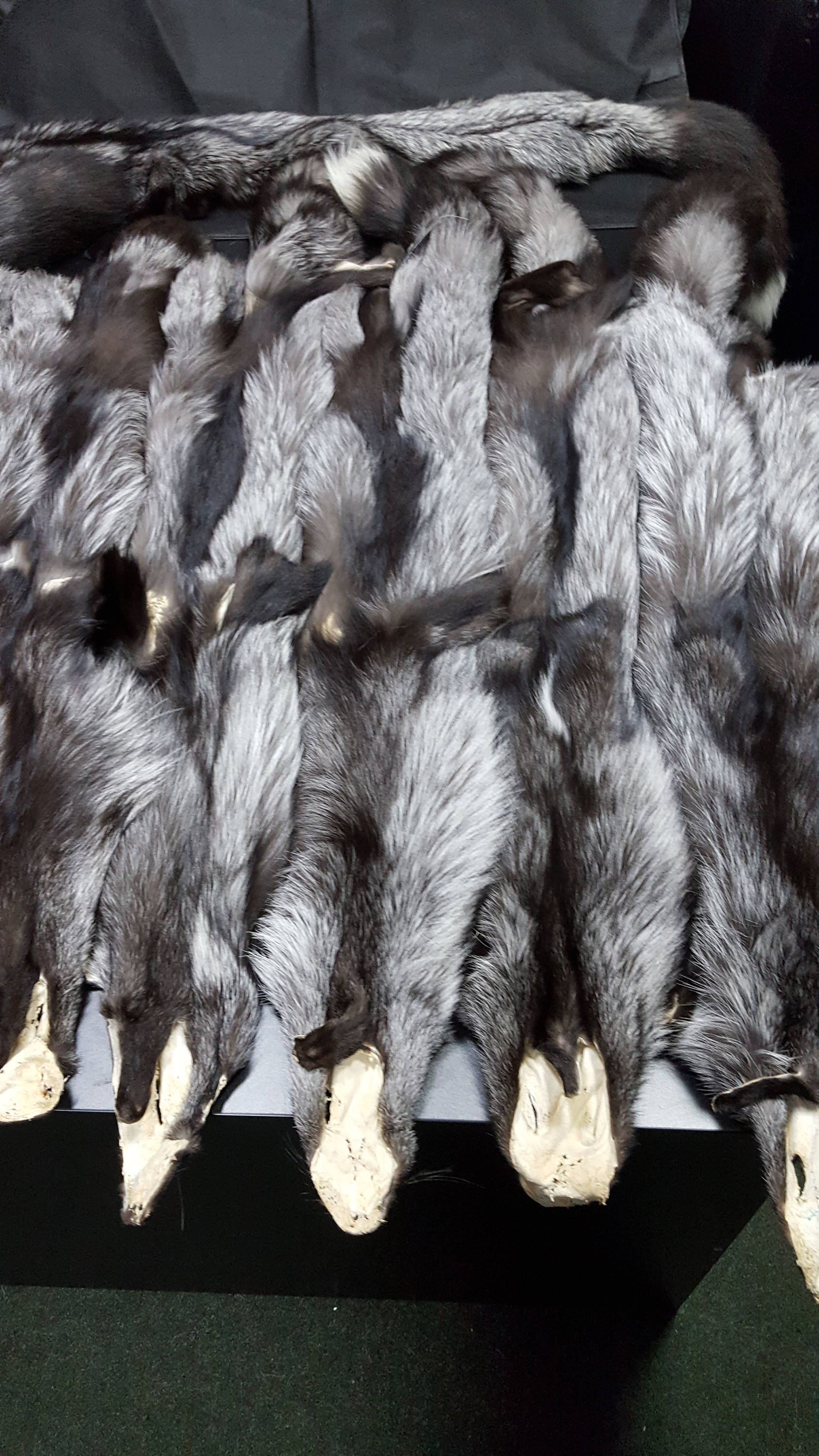 Finnish Silver Fox Furry Silver Fox Silver Fox Pelt Fox - Etsy