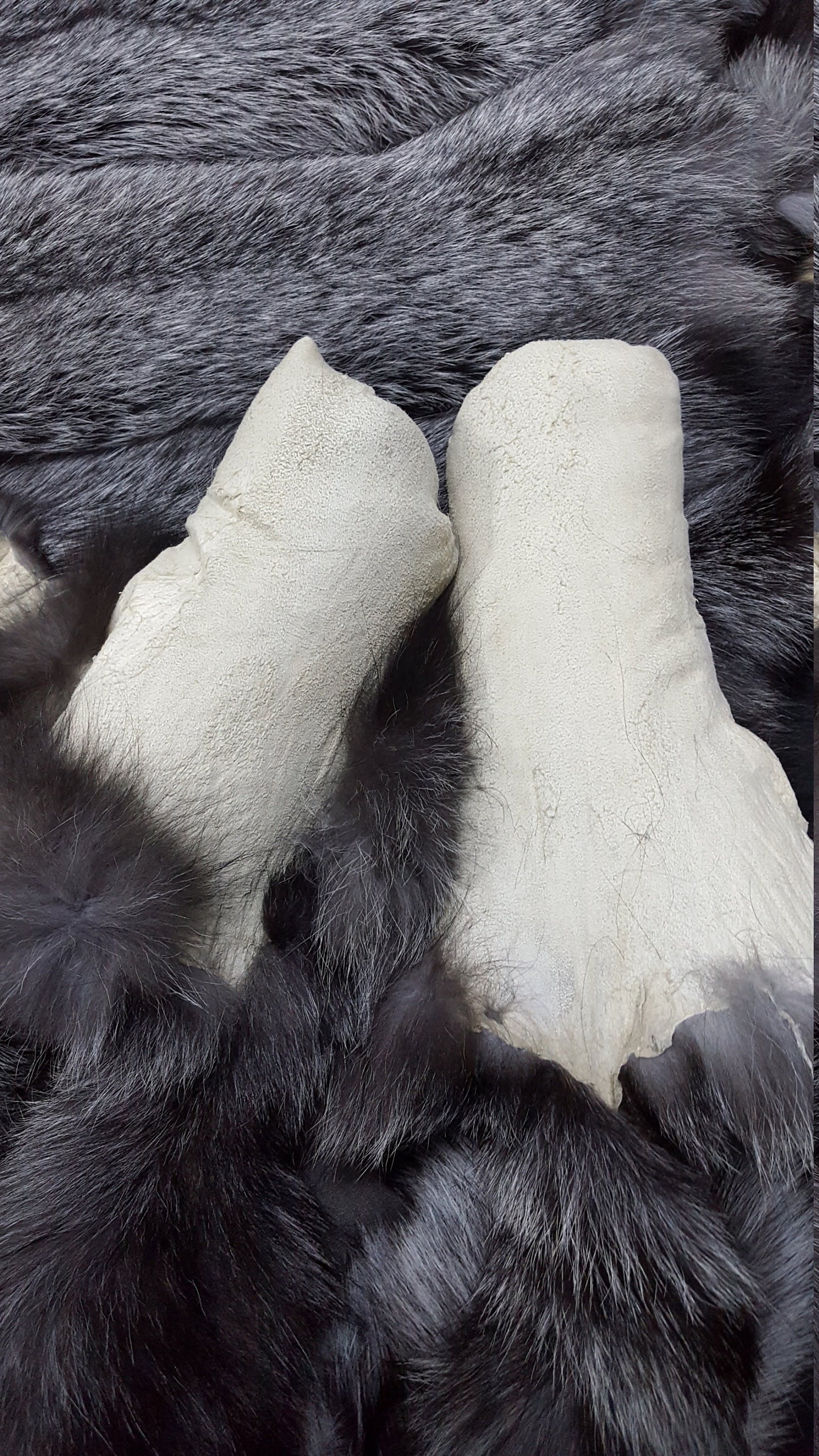 Silver fox pelt pelt silver fox fox fur fox pelt silver | Etsy