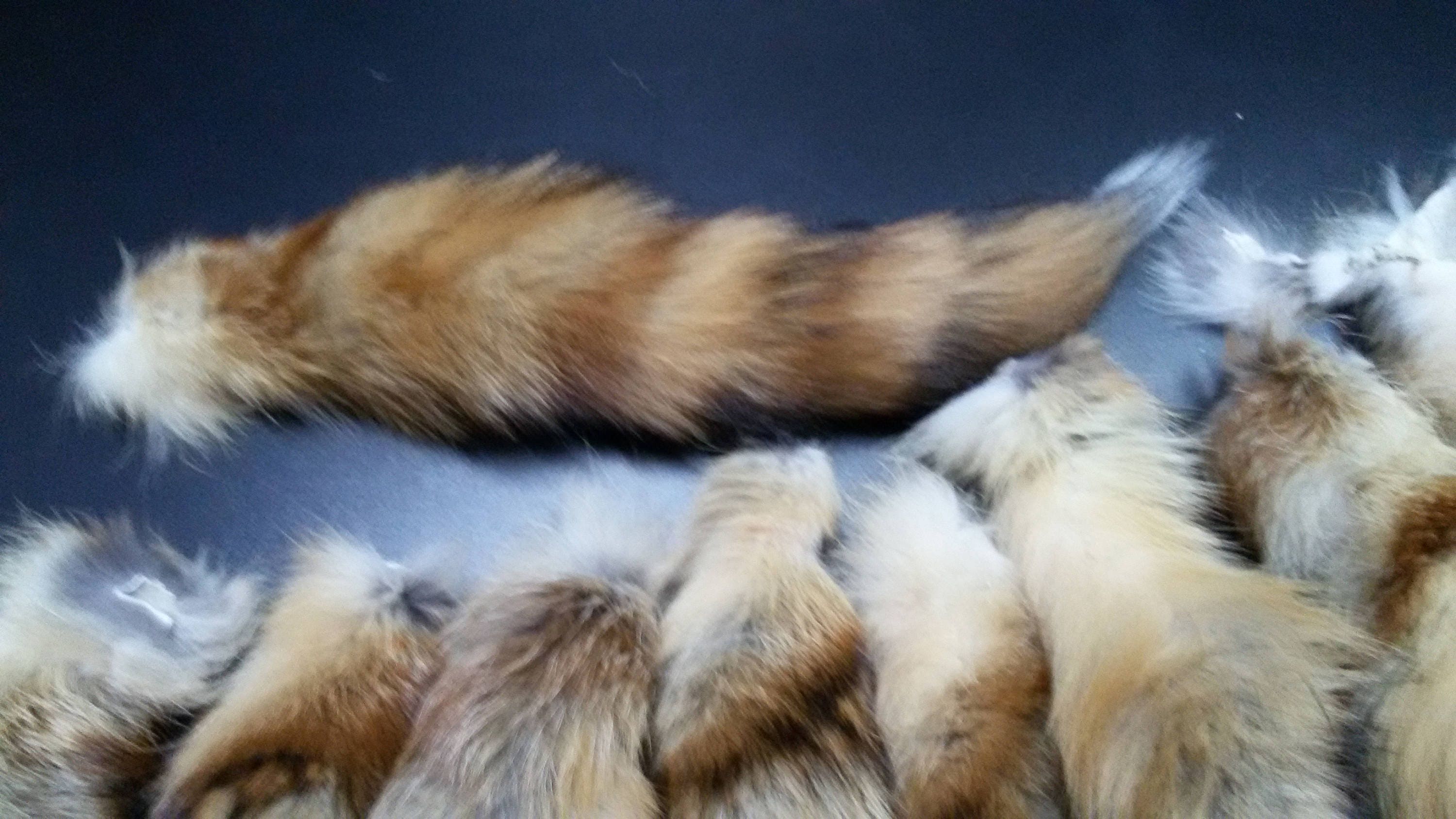 Real Fox Tail Fox Tail Fox Tails Red Fox Red Fox Tail Fox - Etsy UK