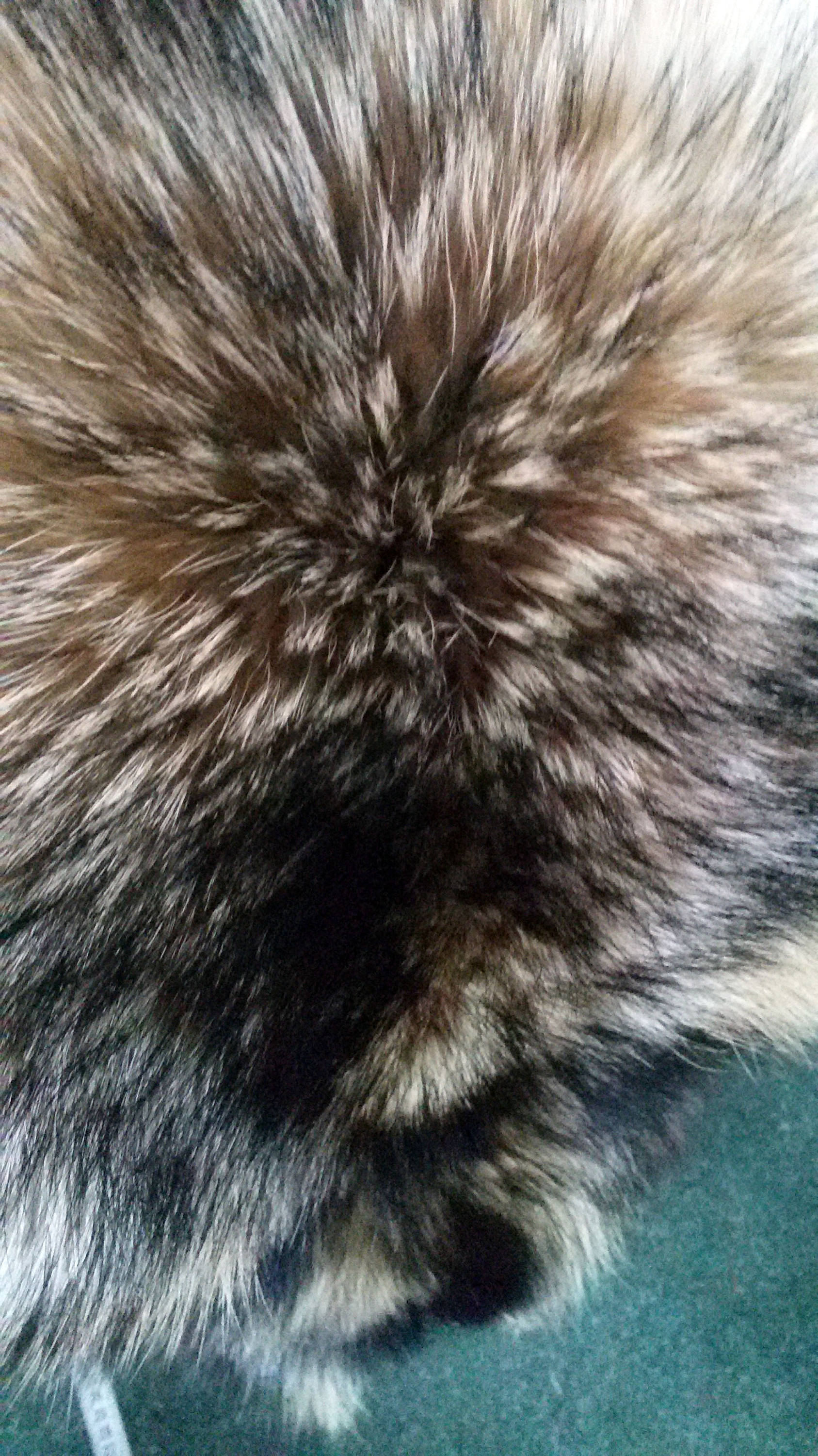 Raccoon fur raccoon pelt raccoon skin fur raccoon real | Etsy