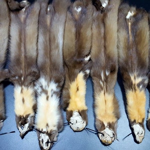 Marten Pelt, Marten Skin, Marten Hide, Marten Fur, Real Fur, Marten Fur ...
