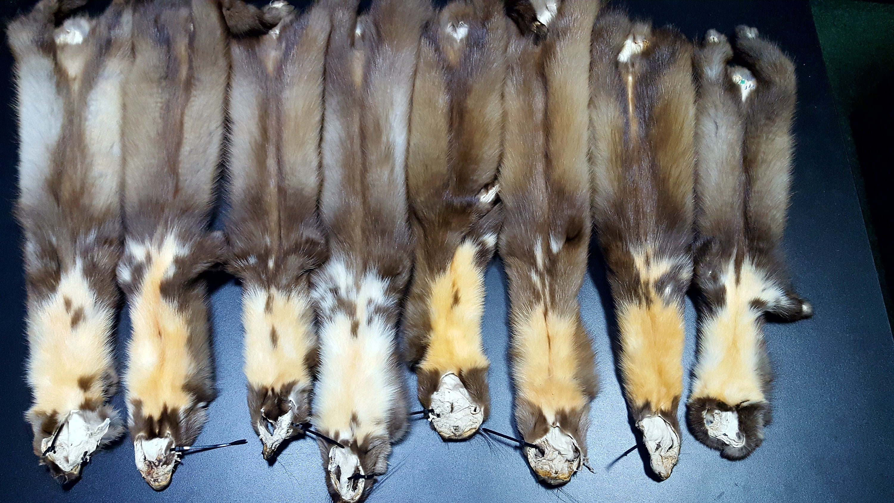 Marten Pelt Marten Skin Marten Hide Marten Fur Real Fur | Etsy