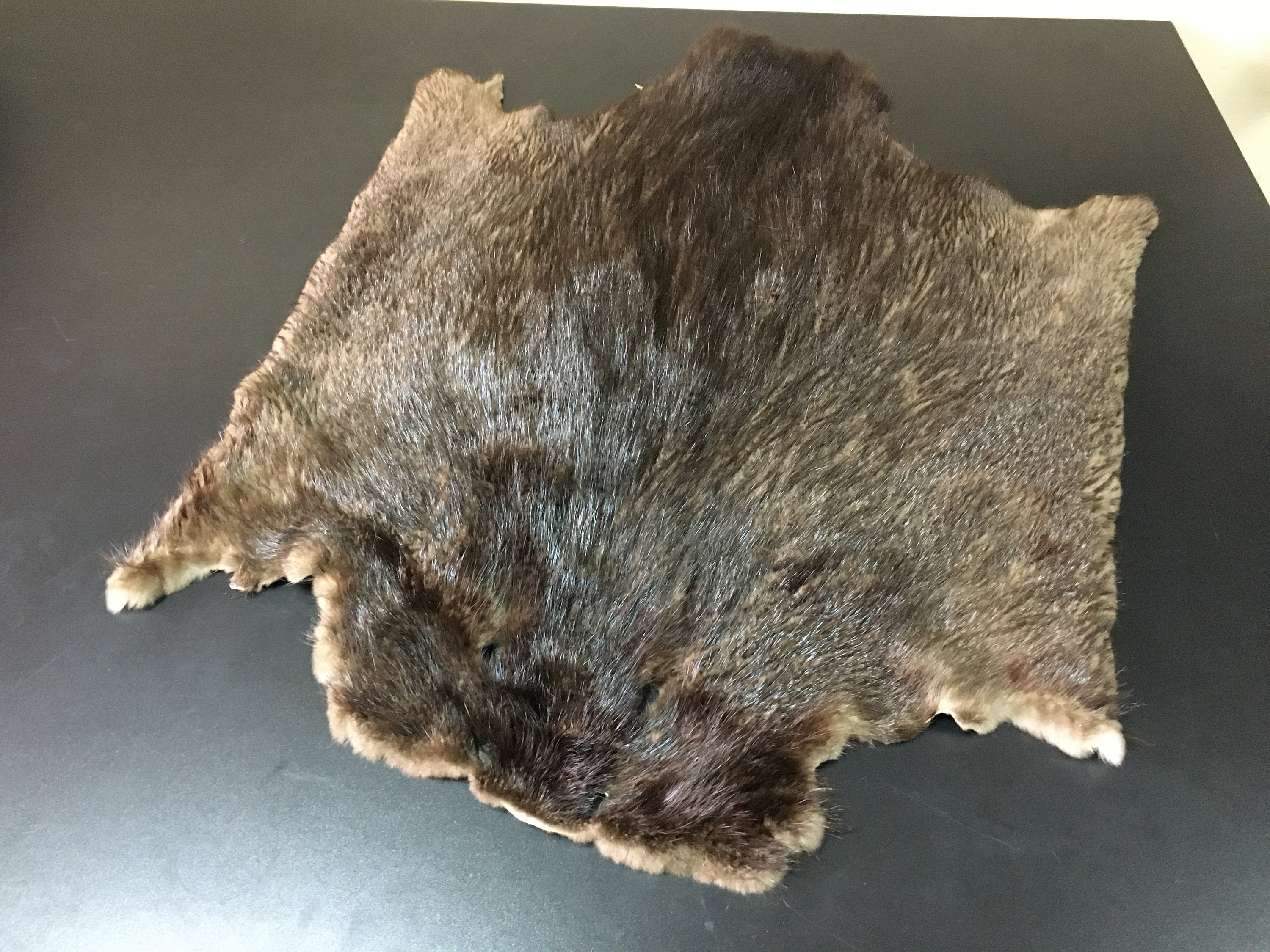 Dark Brown Beaver Pelt Beaver Fur Real Beaver Fur Beaver | Etsy