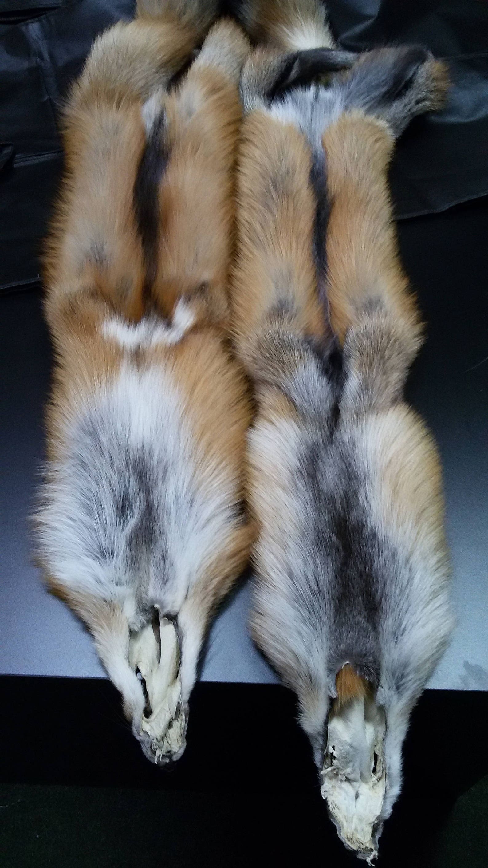 Finnish Saga Foxes, Fox Fur, Real Fur, Saga Fur, Saga Fox, Red Fox, Fox ...