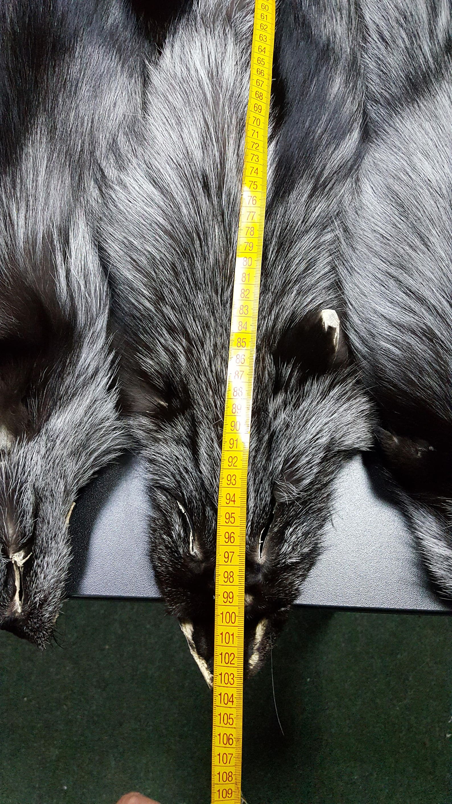 Finnish Silver Fox Furry Silver Fox Silver Fox Pelt Fox - Etsy