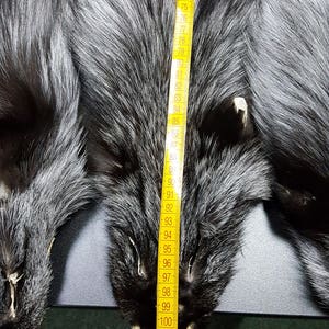 Finnish Silver Fox Furry Silver Fox Silver Fox Pelt Fox - Etsy