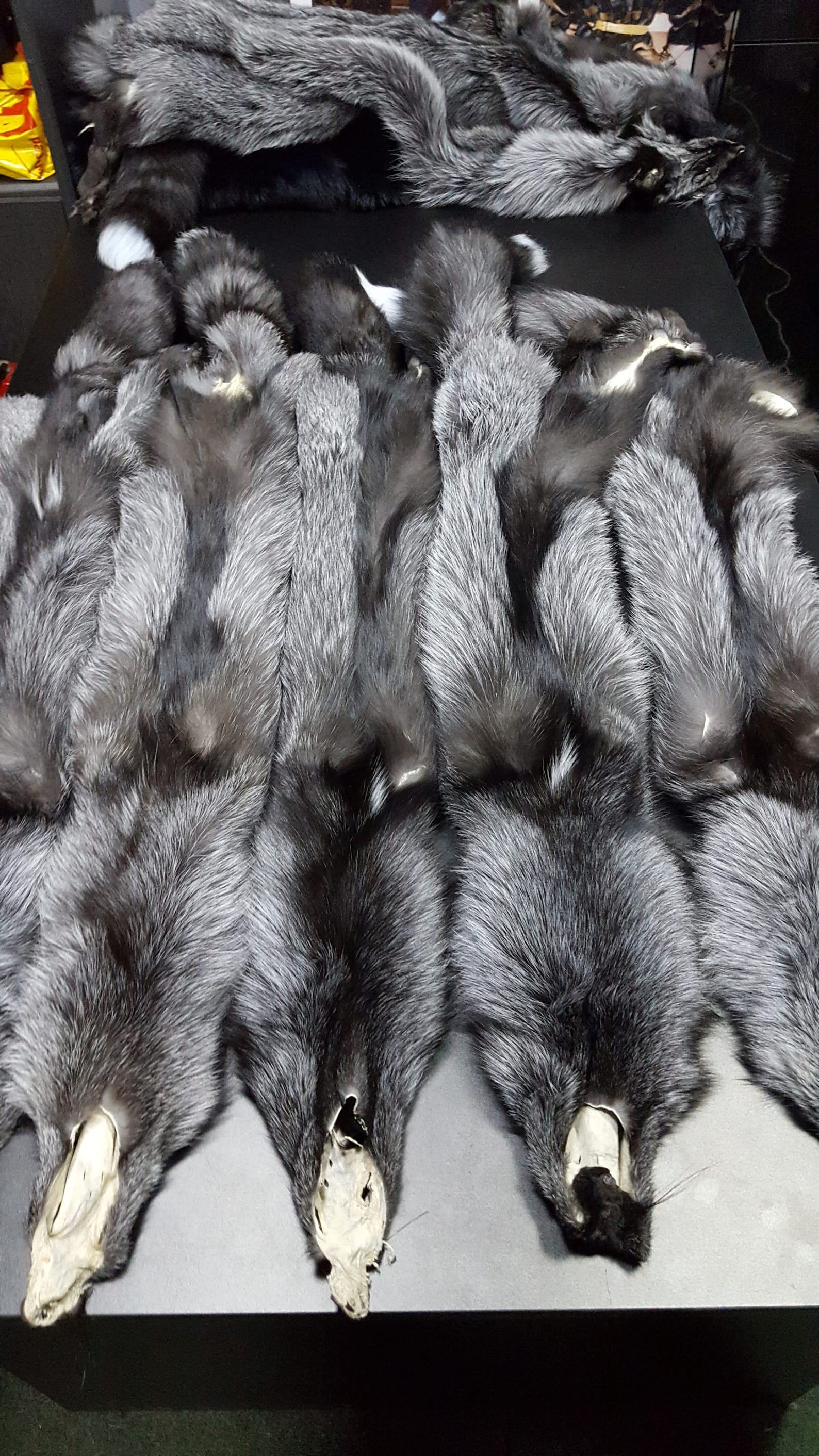 Silver fox pelt pelt silver fox fox fur fox pelt silver | Etsy