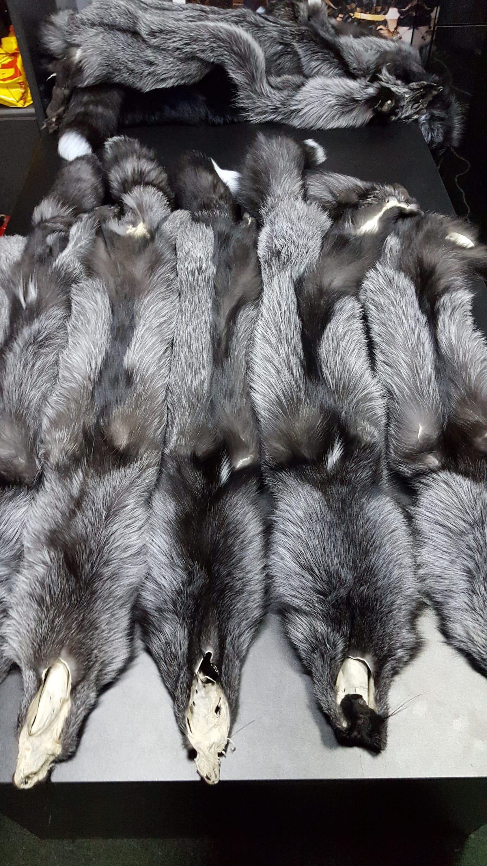 Silver fox pelt pelt silver fox fox fur fox pelt silver | Etsy