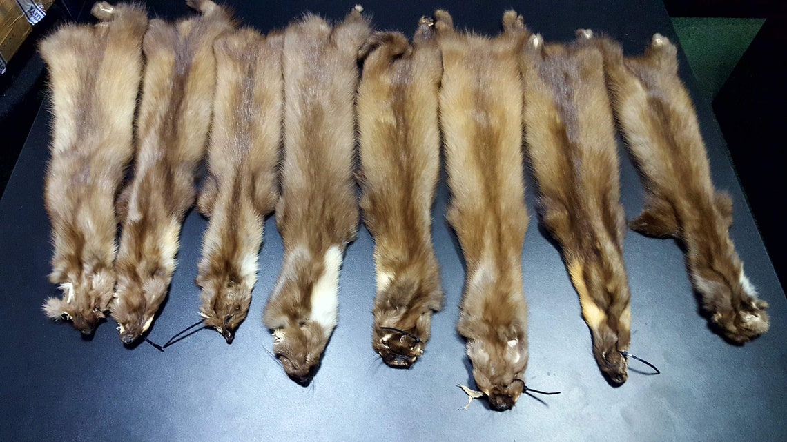 Marten Pelt Marten Skin Marten Hide Marten Fur Real Fur | Etsy