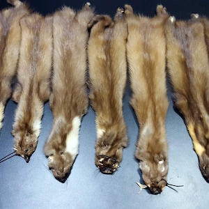 Marten Pelt, Marten Skin, Marten Hide, Marten Fur, Real Fur, Marten Fur ...