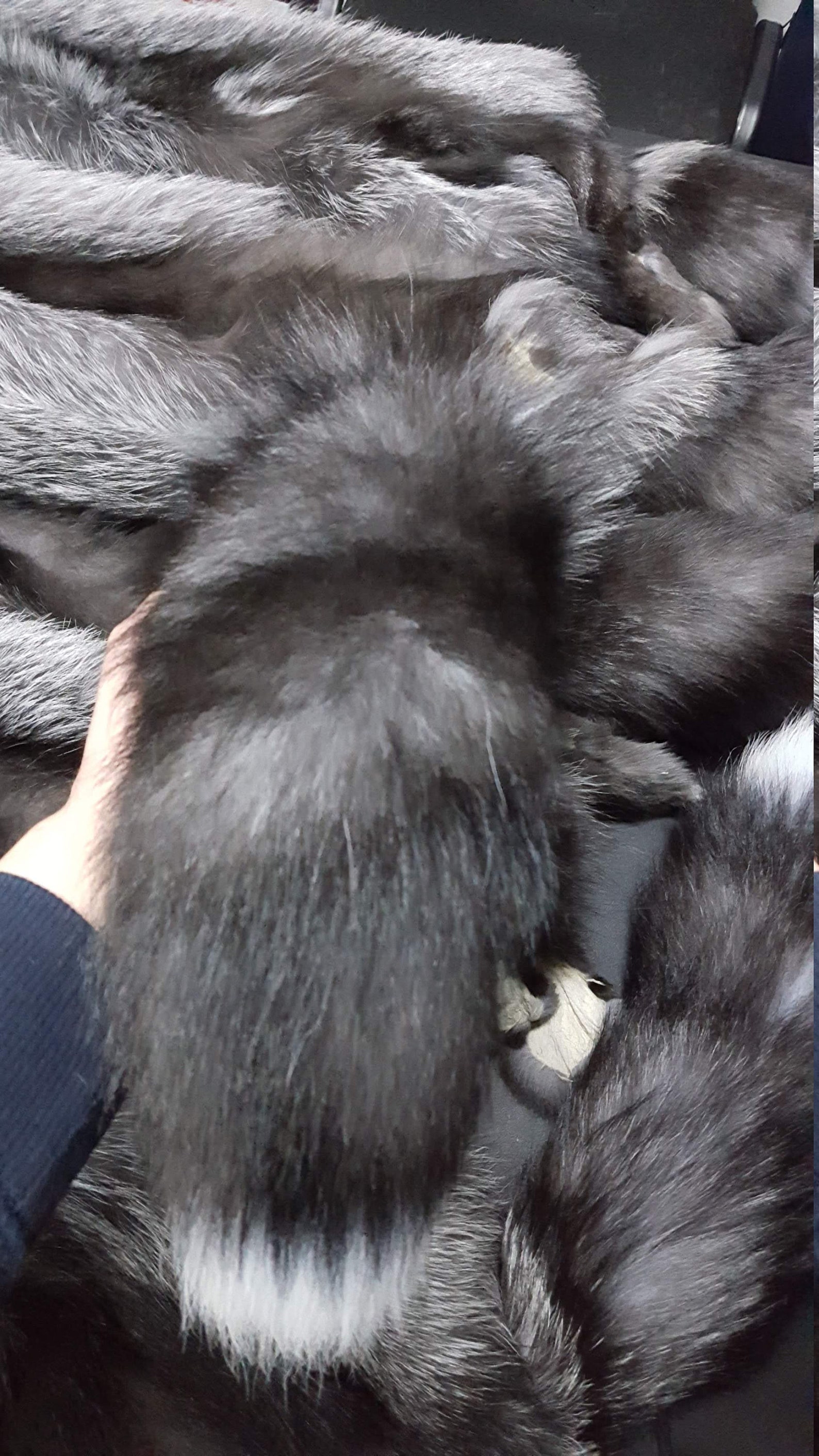 Silver fox pelt pelt silver fox fox fur fox pelt silver | Etsy