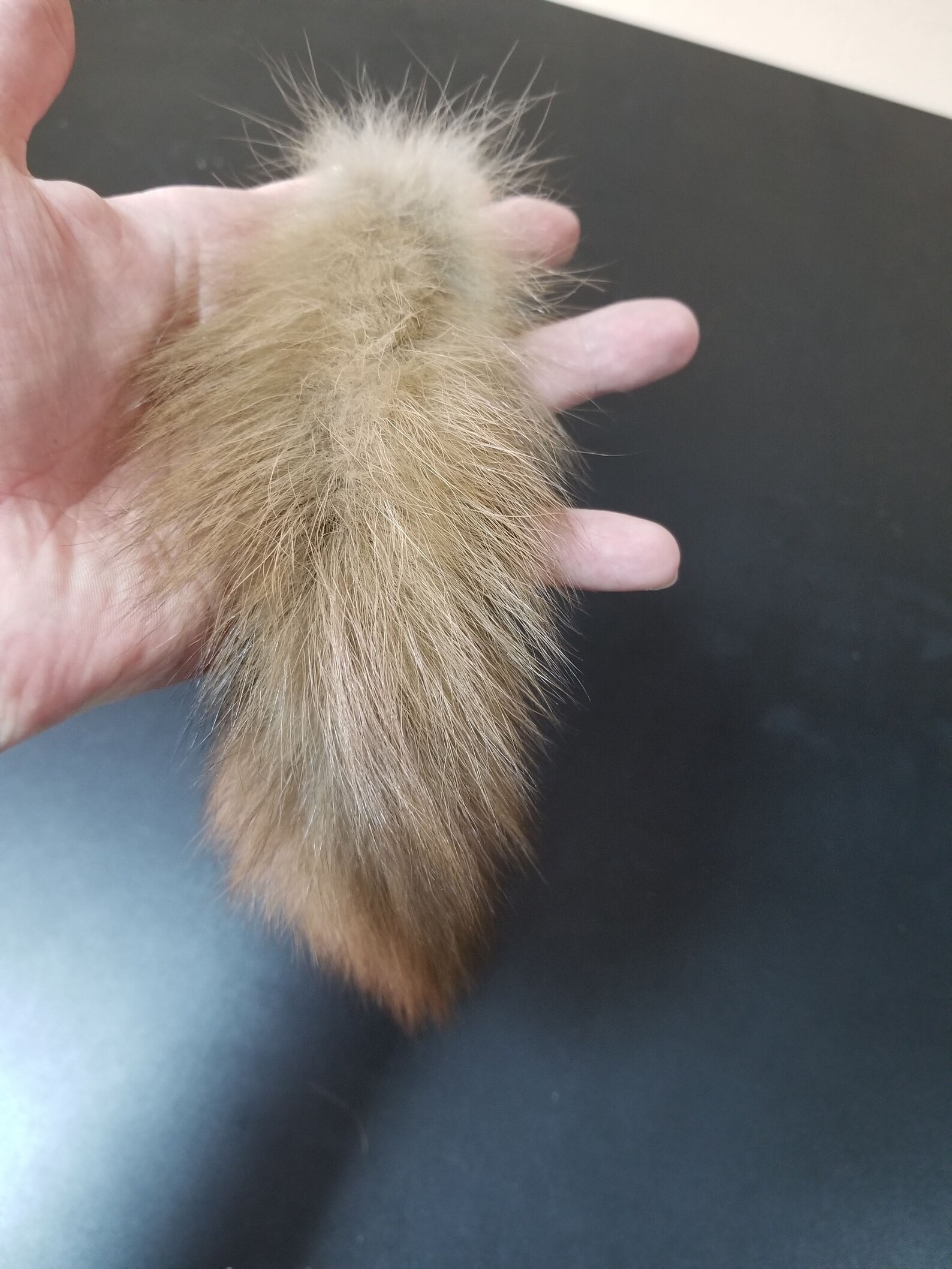 Real forest marten tail keychain fur tail keychain | Etsy