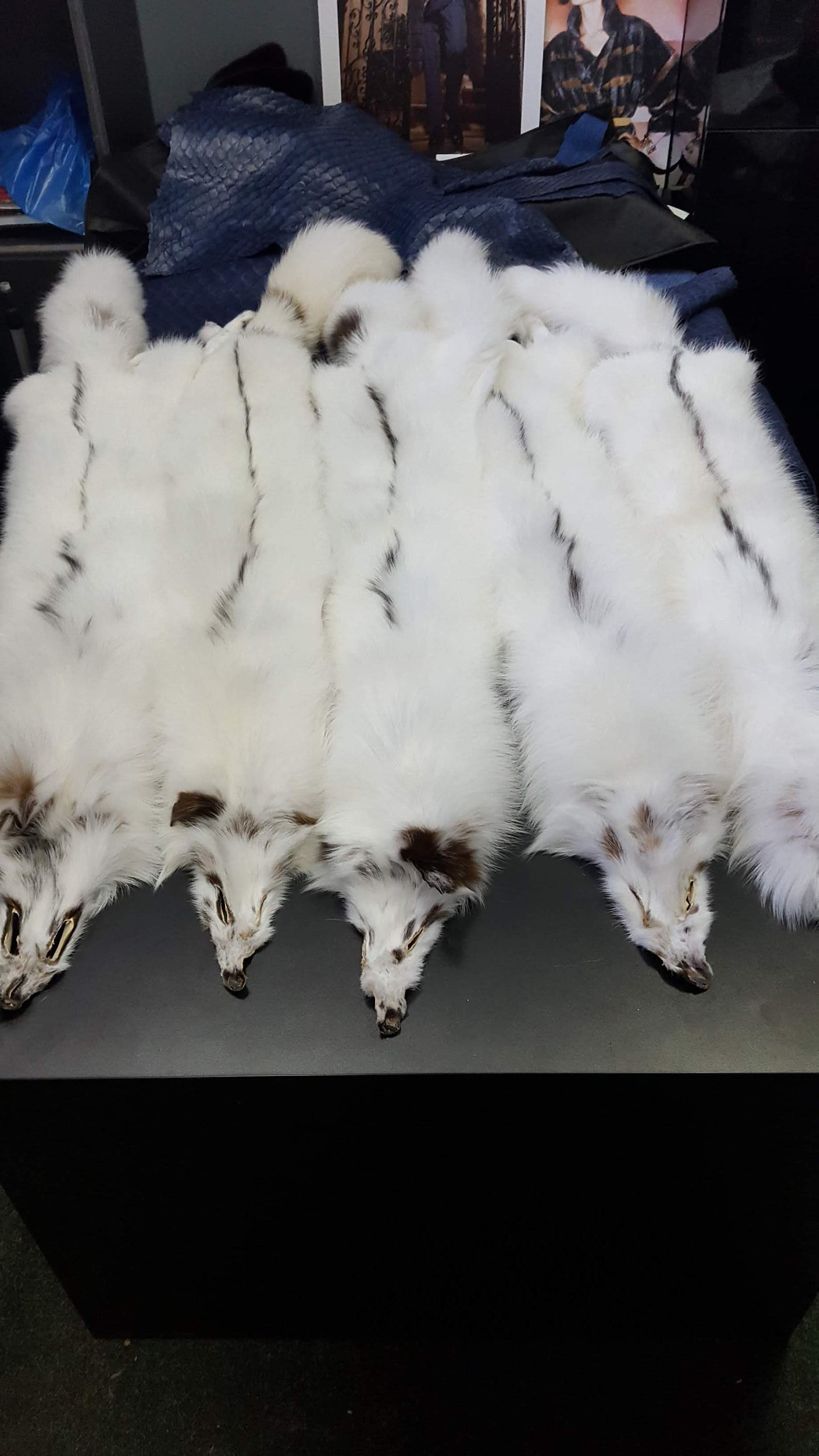 White Fox Pelt Fox Pelt Fox Pelts White Marble Fox Fur - Etsy UK