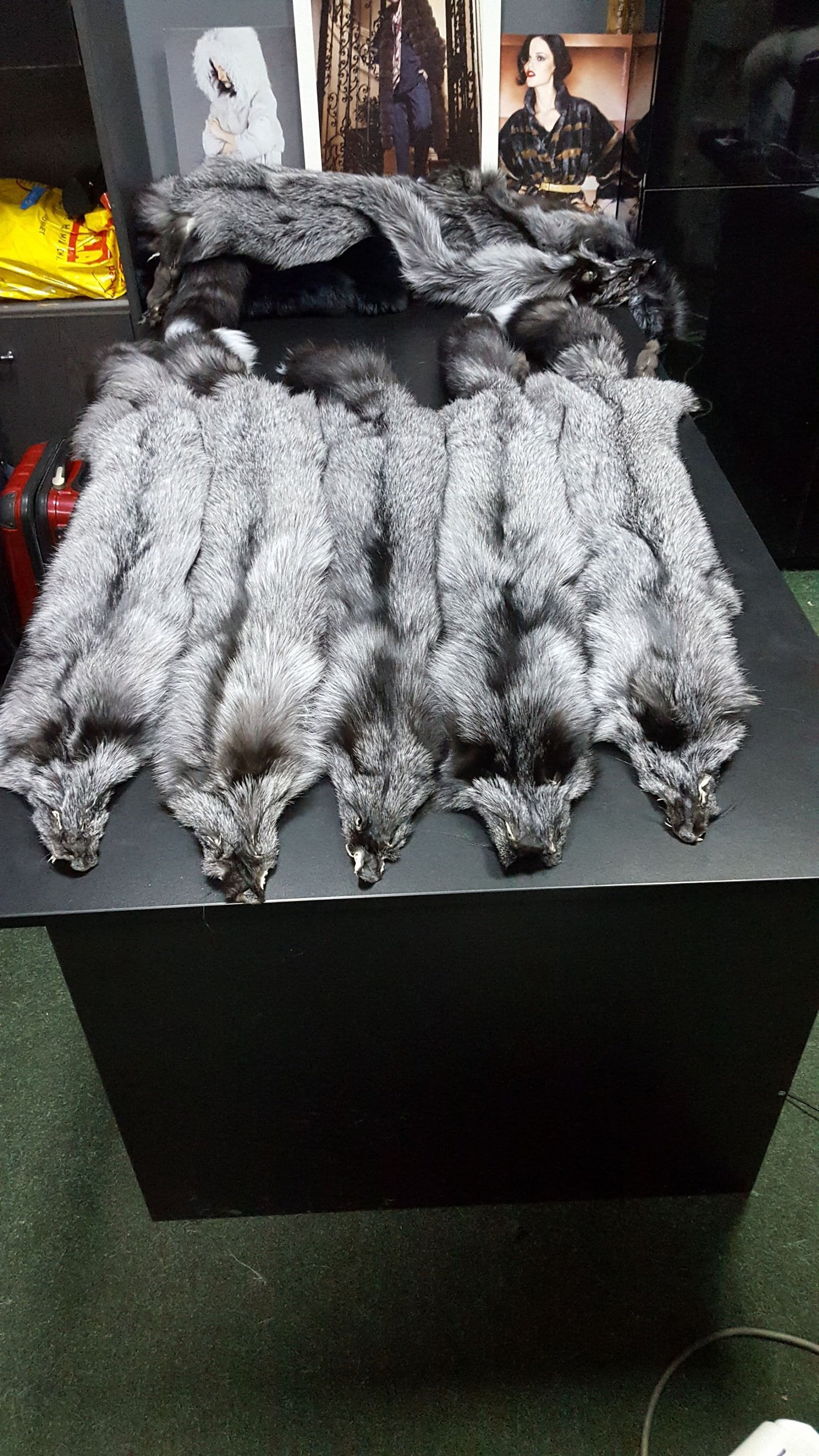 Silver fox pelt pelt silver fox fox fur fox pelt silver | Etsy