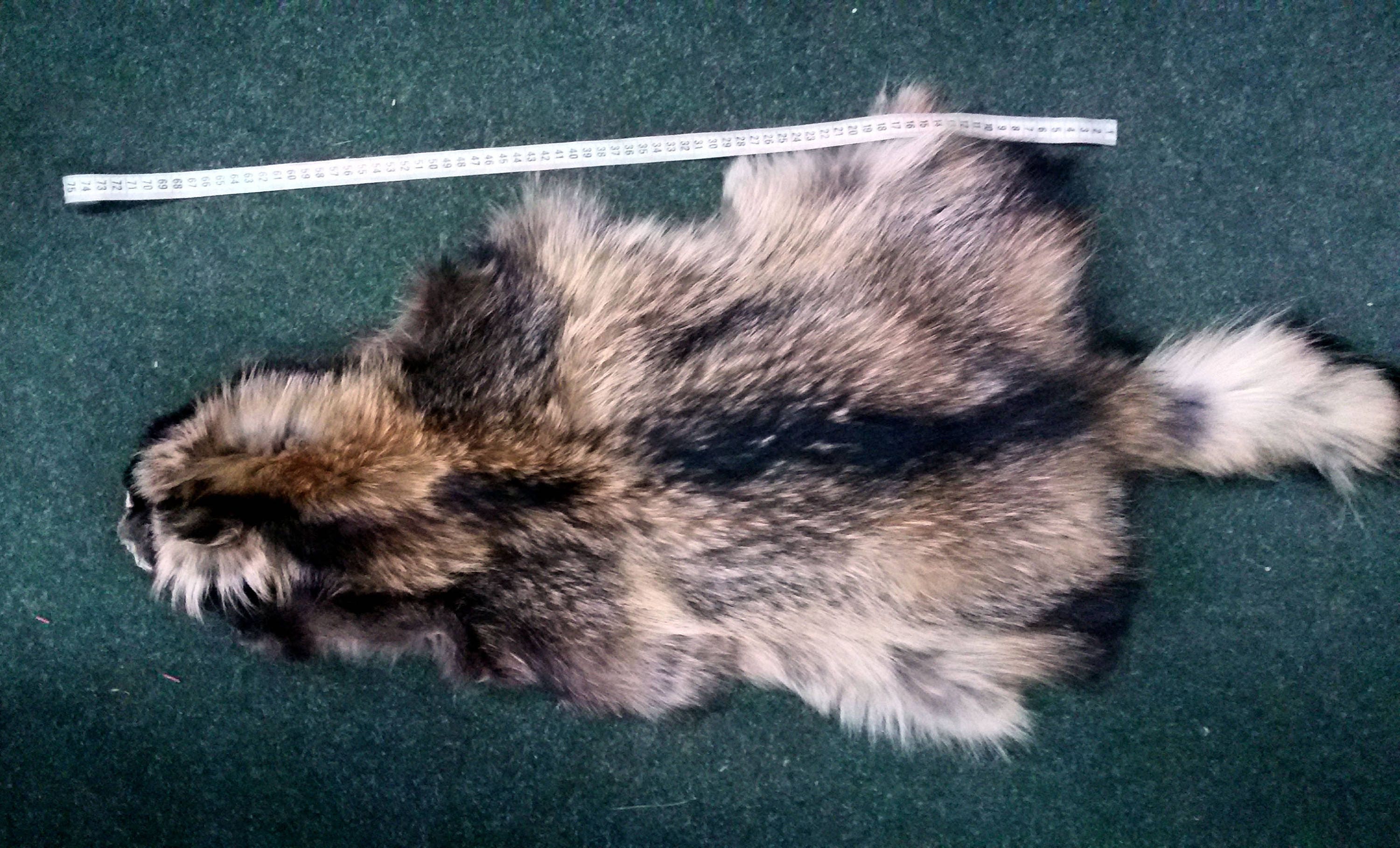 Raccoon fur raccoon pelt raccoon skin fur raccoon real | Etsy